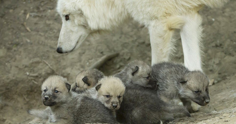 White Wolf : Cute arctic wolves born in Austria