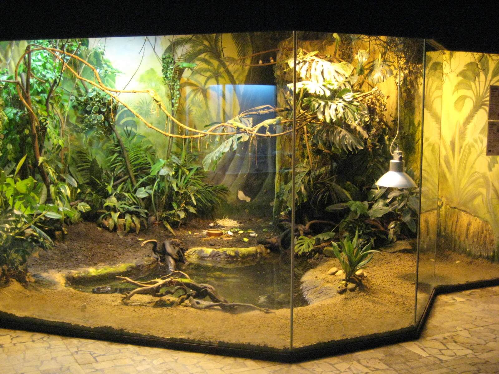 Beda Paludarium Dan Terrarium - Paludarium 2021