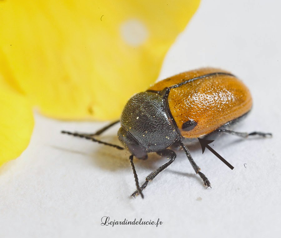 Cryptocephalus rugicollis,Cryptocephale à corselet rugueux