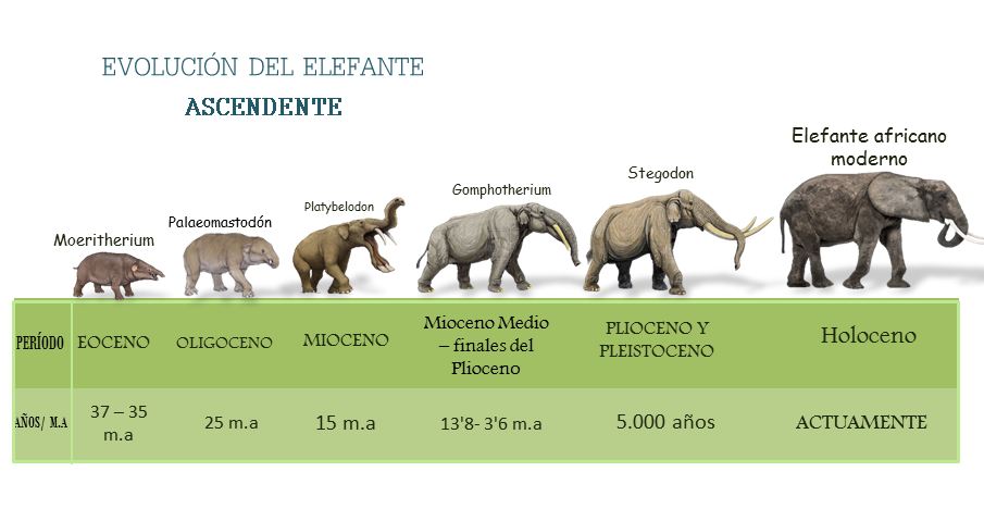 Desarrollo de características de los mamíferos