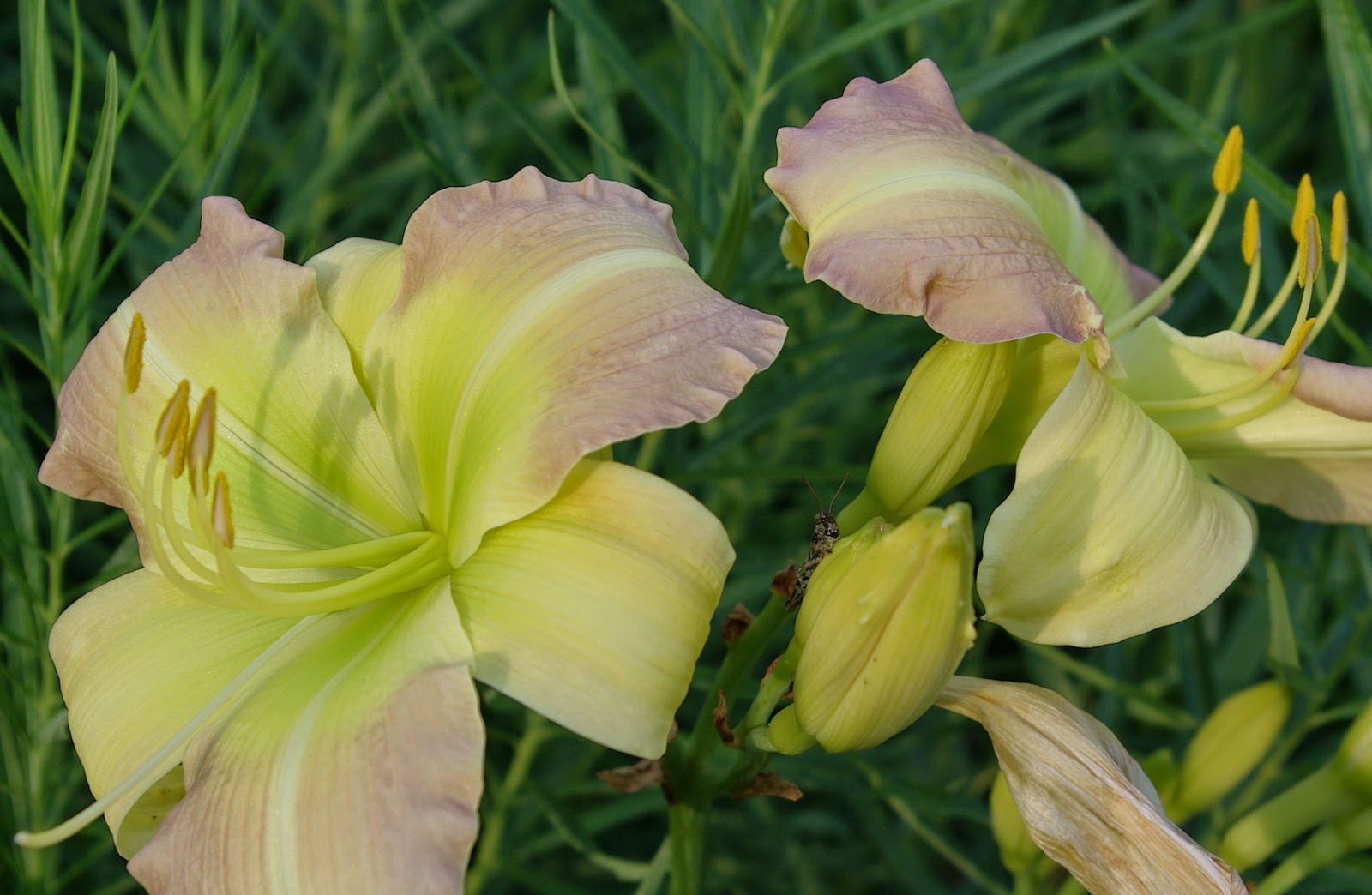 sweetbay: Blooming Friday ~ Patterns