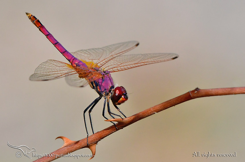 WILDLIFE GATEWAY: TRITHEMIS ANNULATA, le Trithémis pourpré