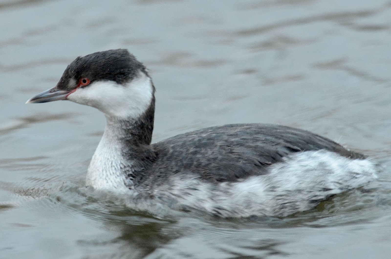GeekTeacher's Birding Scrapbook: Slavonian Grebe in Leigh - a rare ...