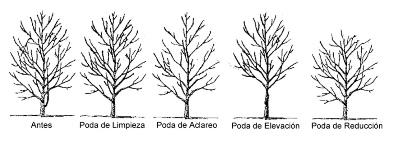 Consejos de jardineria, paisajismo y huerta: PODA DE MANTENIMIENTO DE ...