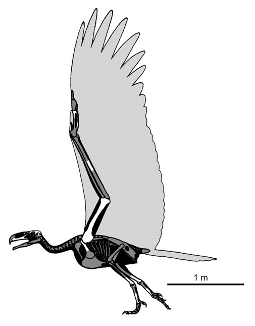 Mark P. Witton's Blog: We need to talk about teratorns