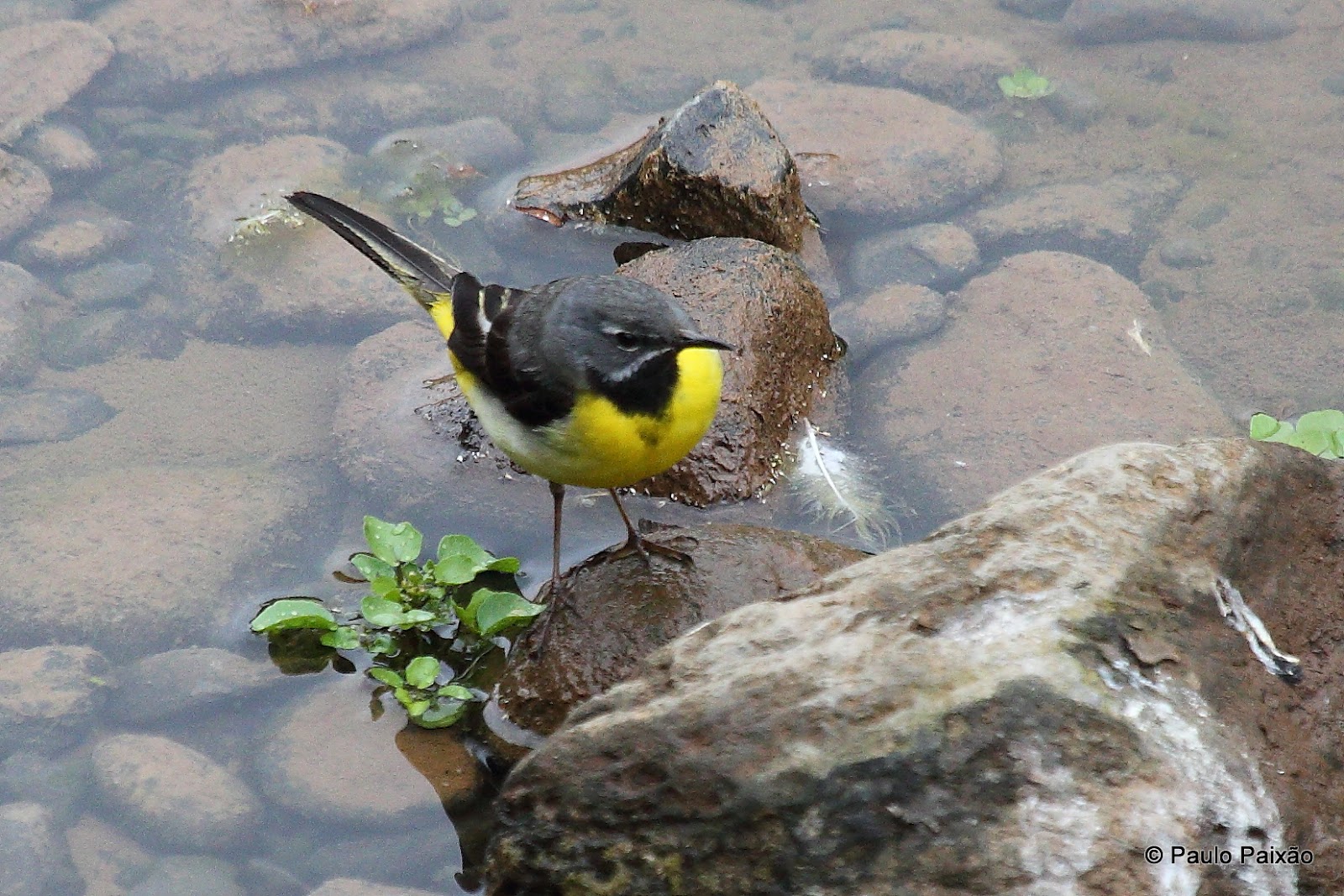 Passarada: Motacilla cinerea schmitzi