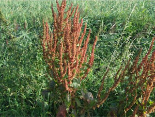 De Mens en de Natuur blogspot: Ridderzuring -Rumex obtusifolius