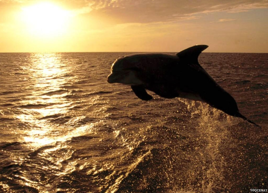 Hoş Geldiniz: DELFINLER HAQQINDA MELUMAT