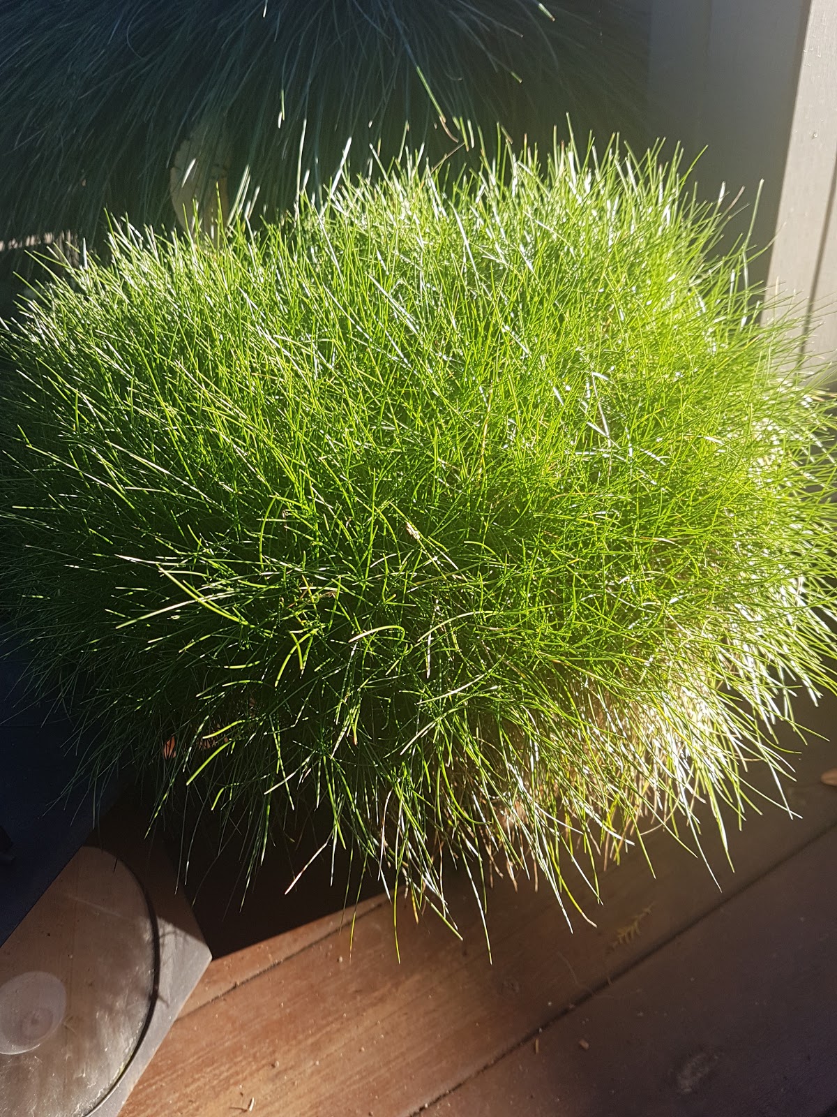 Prydgress vintergrønt – Integrert kjokkenet