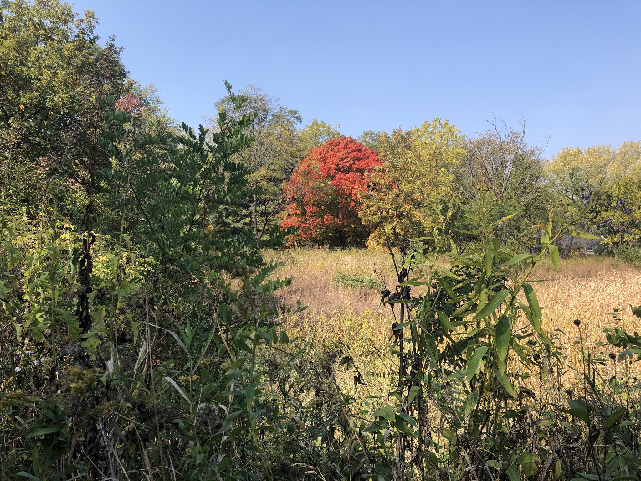 A Little Time and a Keyboard: Lincoln Marsh Natural Area: A Habitat ...