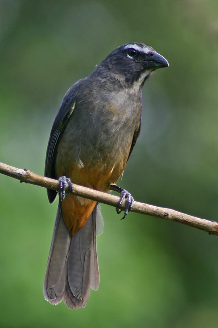 COSTA RICA 2011: Greyish Saltator