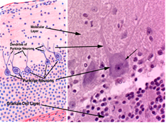 SISTEM SARAF | BLOGNA UBAID