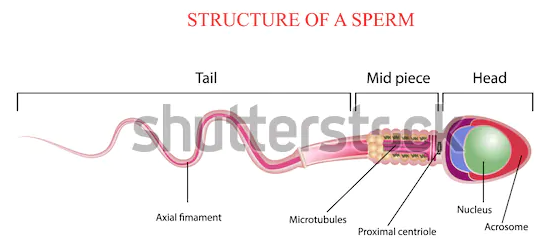 EXCITE (Explanação Científica e Tecnológica): GAMETA MASCULINO e ...