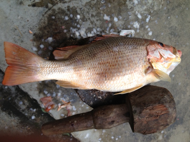 Out & About : yEn: Jenahak @ Jenak