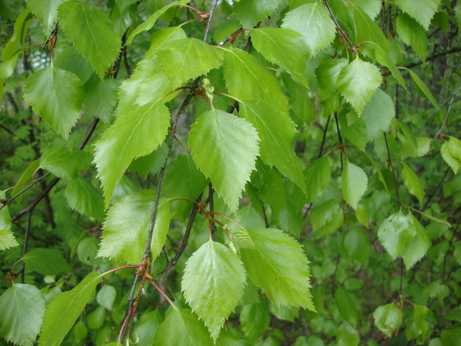 Kasvikansio: Lehtipuut