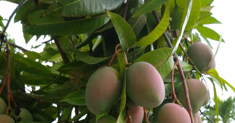 mango baby (azúcar) santa marta foto #2 2020-Julio-27