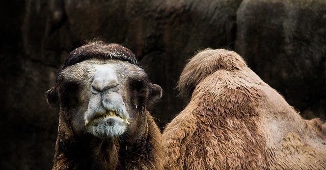 Mad Mad Merryweather: Angry Camel, or Burden of Proof