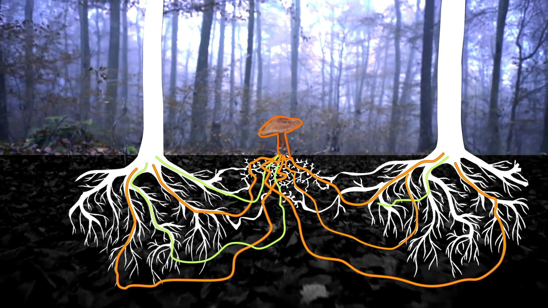 MUNAYSONQO: Ustedes saben lo que es el Micelio?