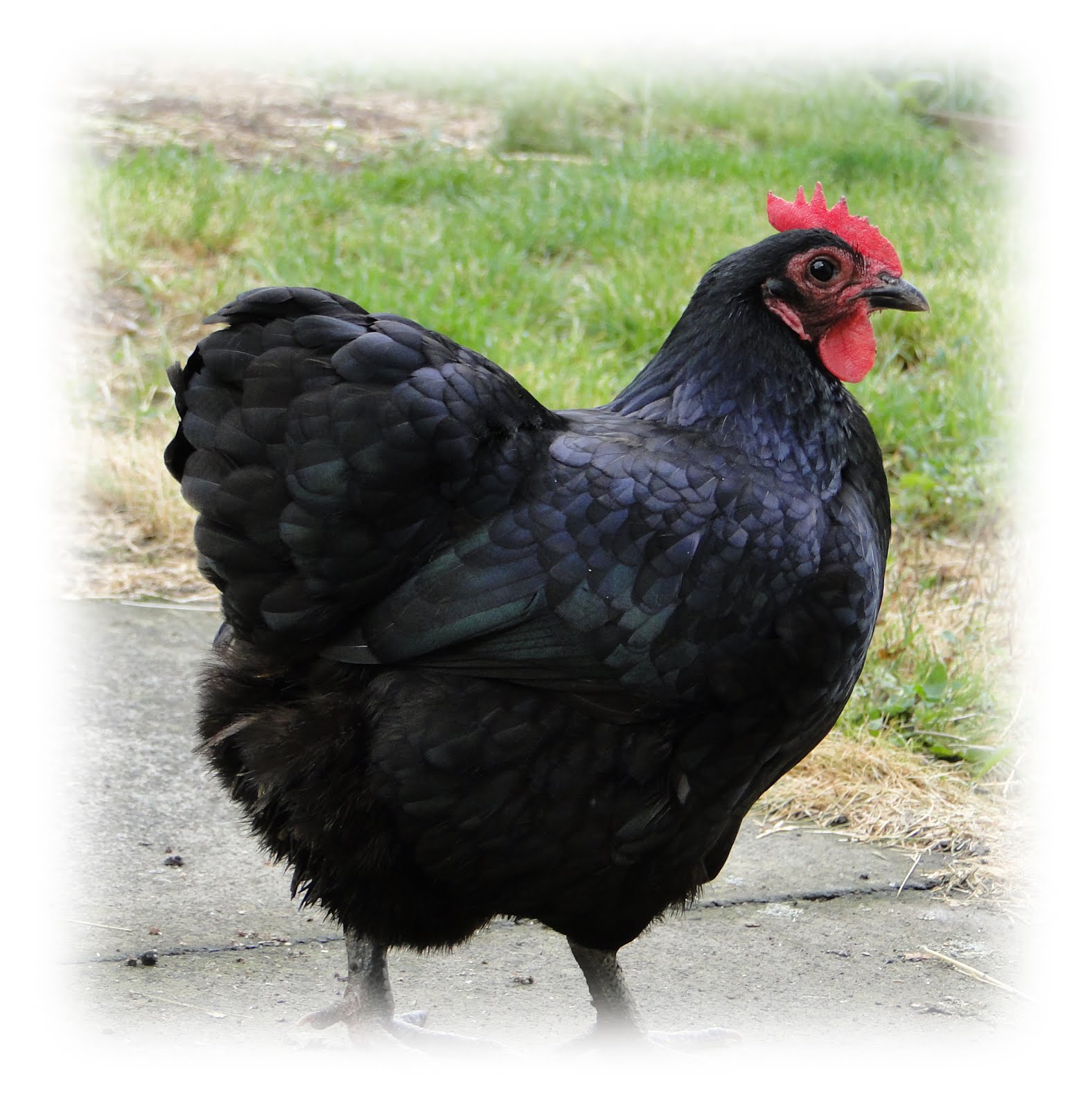 Ma Wee Hens - Chicken Diary: Scots Dumpy gets her Name