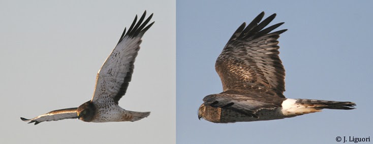 Raptor Identification and Photography: Assessing bird shapes in photos
