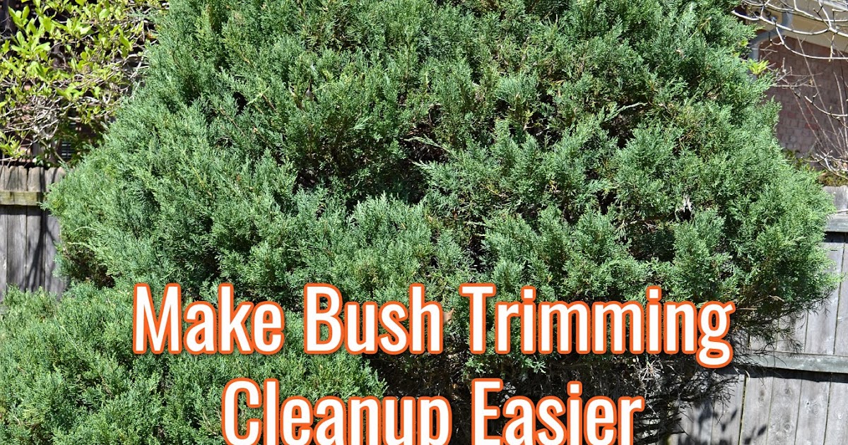 Bush Trimming Cleanup is Easier with Disposable Drop Cloths Reviewed