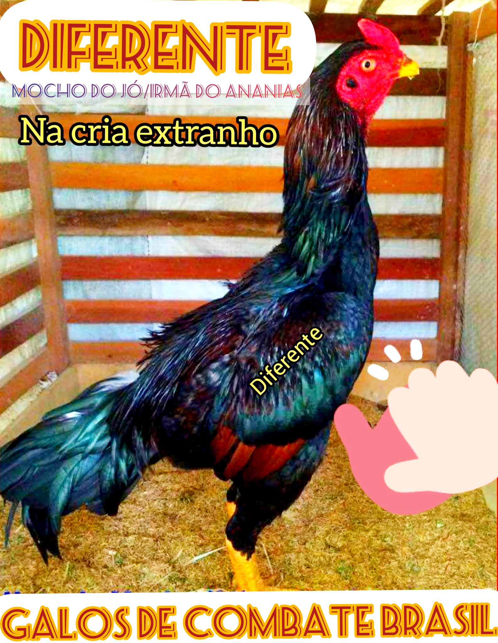 GALOS DE COMBATE BRASIL #2021: UM DOS GALOS MAIS FAMOSOS DO BRASIL