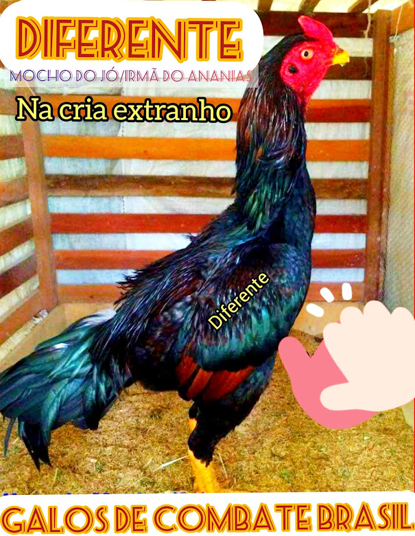 GALOS DE COMBATE BRASIL #2021: UM DOS GALOS MAIS FAMOSOS DO BRASIL