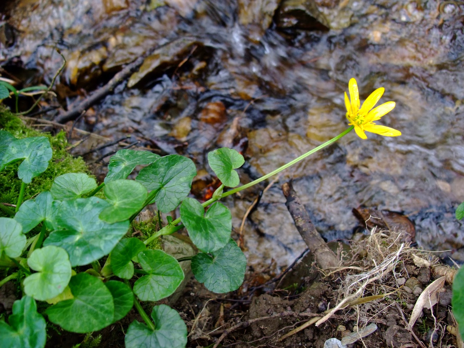 HERBAL PICNIC: LESSER CELANDINE