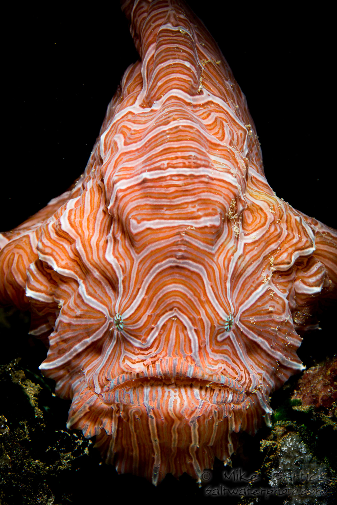 The Secret World of Frogfish | SaltwaterPhoto.com