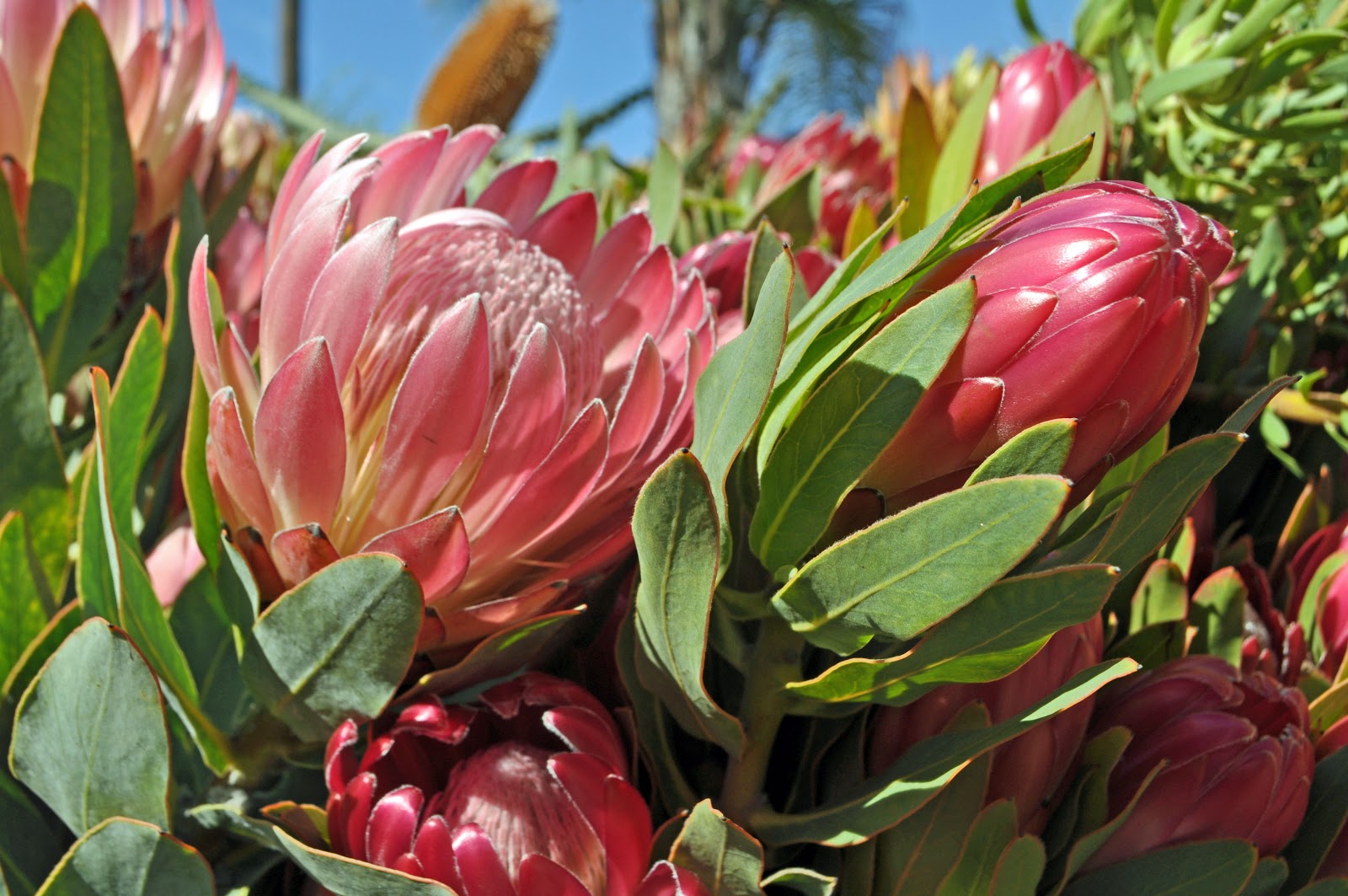 A Passion for Flowers: Pink Duke & Brenda From the Field to Bouquet