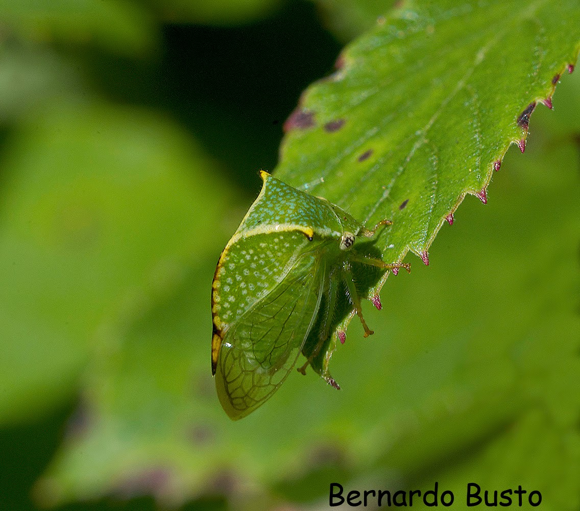 RÍA DE LA VILLA: agosto 2014