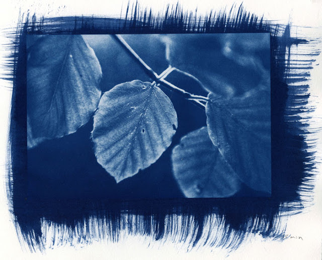 ELDG Photography: Cyanotypes