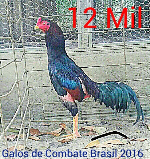 GALOS DE COMBATE BRASIL #2021: UM DOS GALOS MAIS FAMOSOS DO BRASIL