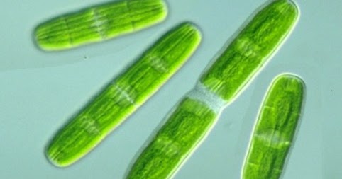 Penium Margaritaceum Adalah; Klasifikasi, Morfologi, Habitat Dll ...