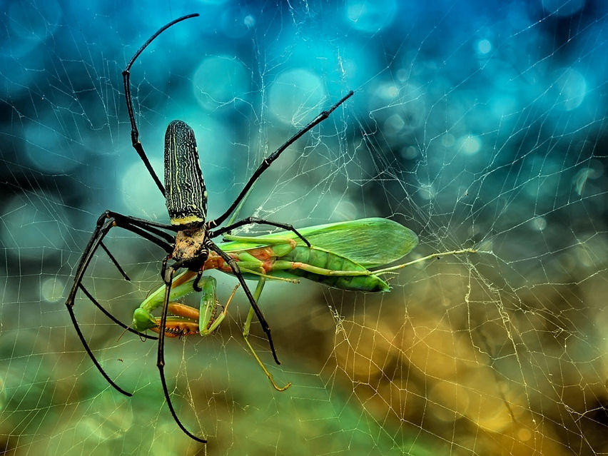 idool Araña comiéndose una deliciosa mantis religiosa | wallpaper hd ...