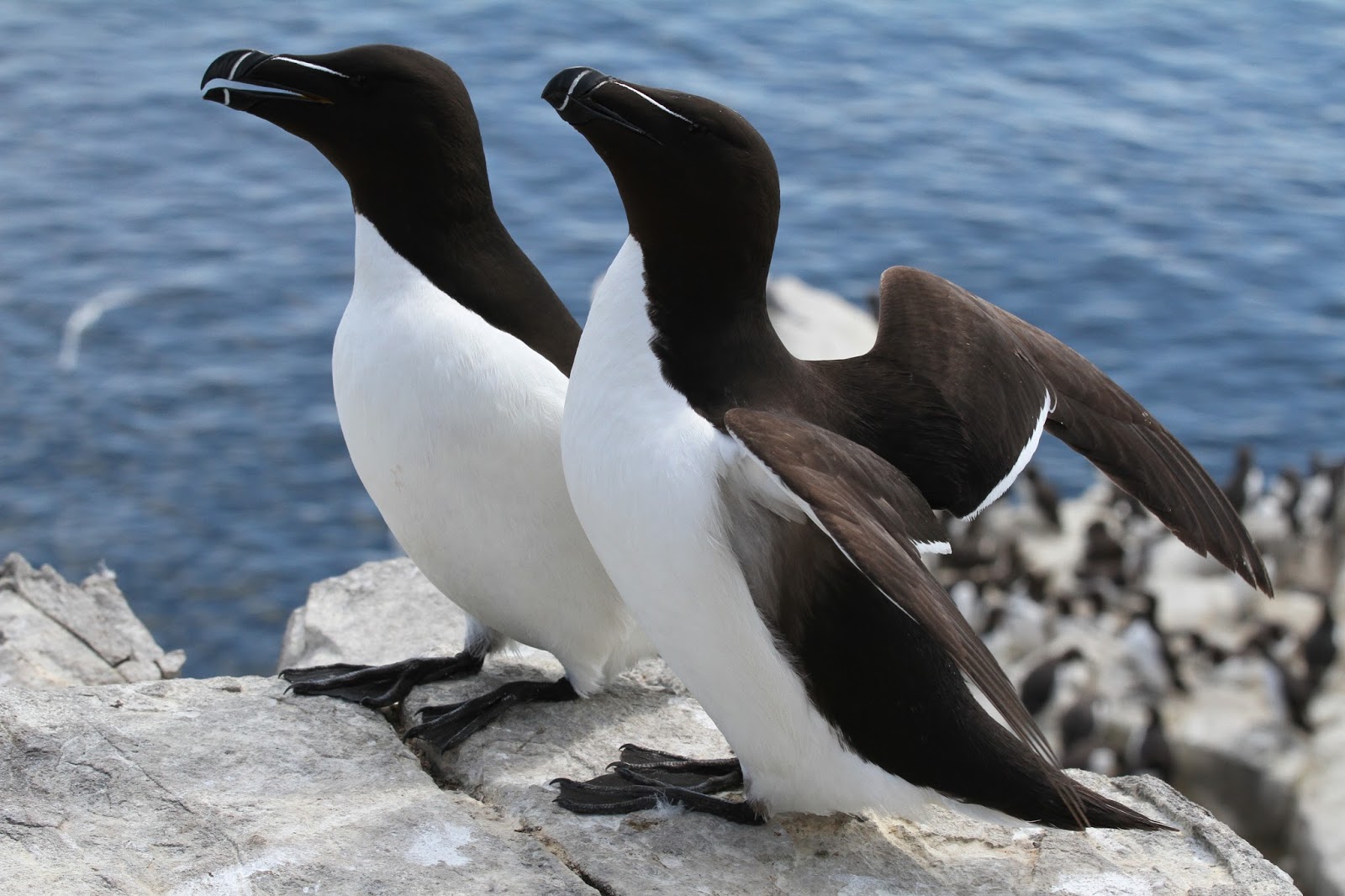 TrogTrogBlog: Bird of the week - Razorbill