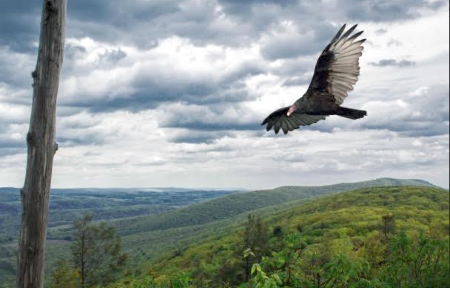 PA Environment Digest Blog: Hawk Mountain Sanctuary Spring Hawk Watch ...