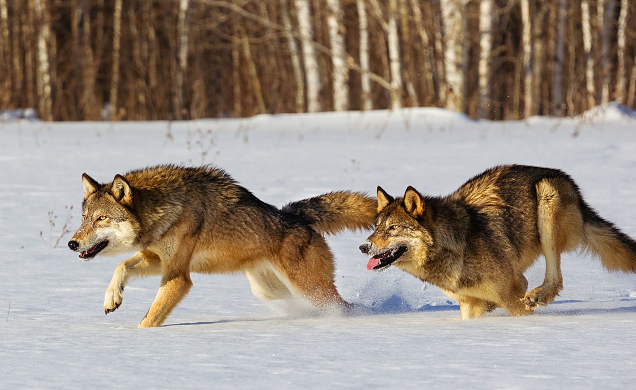 SHADOWS on the TRAIL Pentalogy - Let the Adventures Begin!: Dire Wolves ...