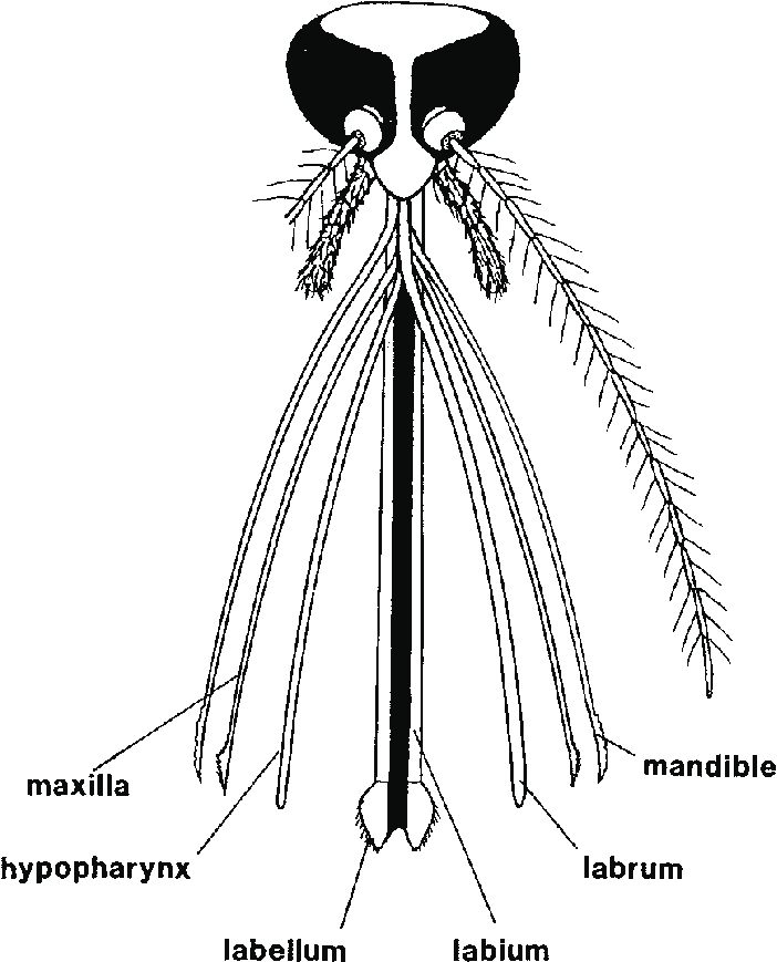 Los mosquitos: archienemigos íntimos