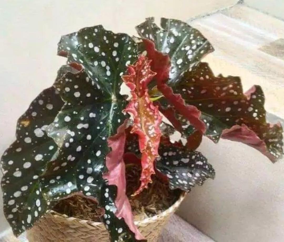 Pedagang Tanaman Hias Begunia Mocca Pontianak - Bibit Sumedang