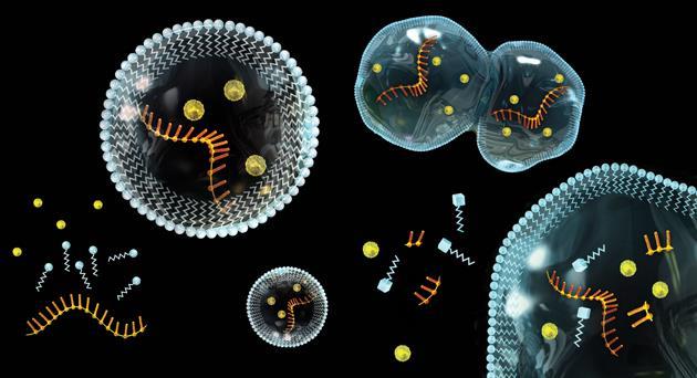 ORIGIN AND EVOLUTION OF LIFE - Notes : 12th Biology Chapter 5 ...