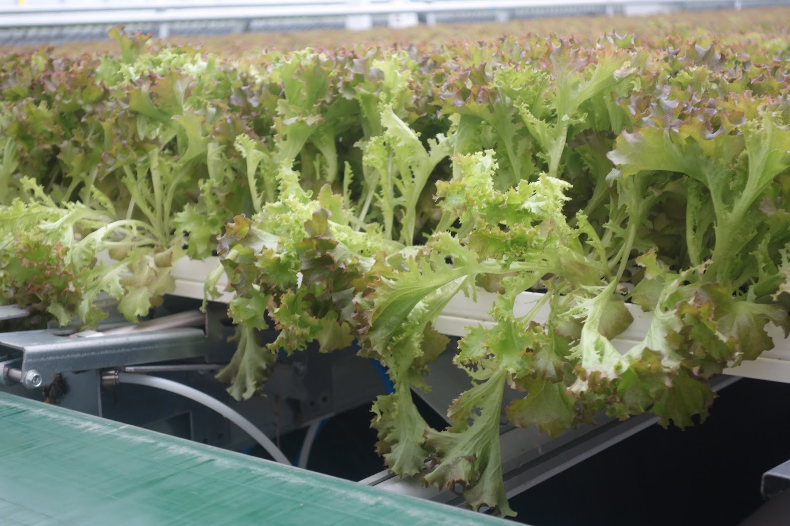 The Passionate Foodie: Little Leaf Farms: Local & Innovative Leafy ...