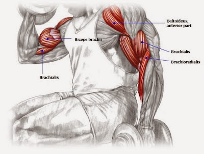 MANUAL DE TREINO PARA BÍCEPS MONSTRUOSOS – PARTE 1
