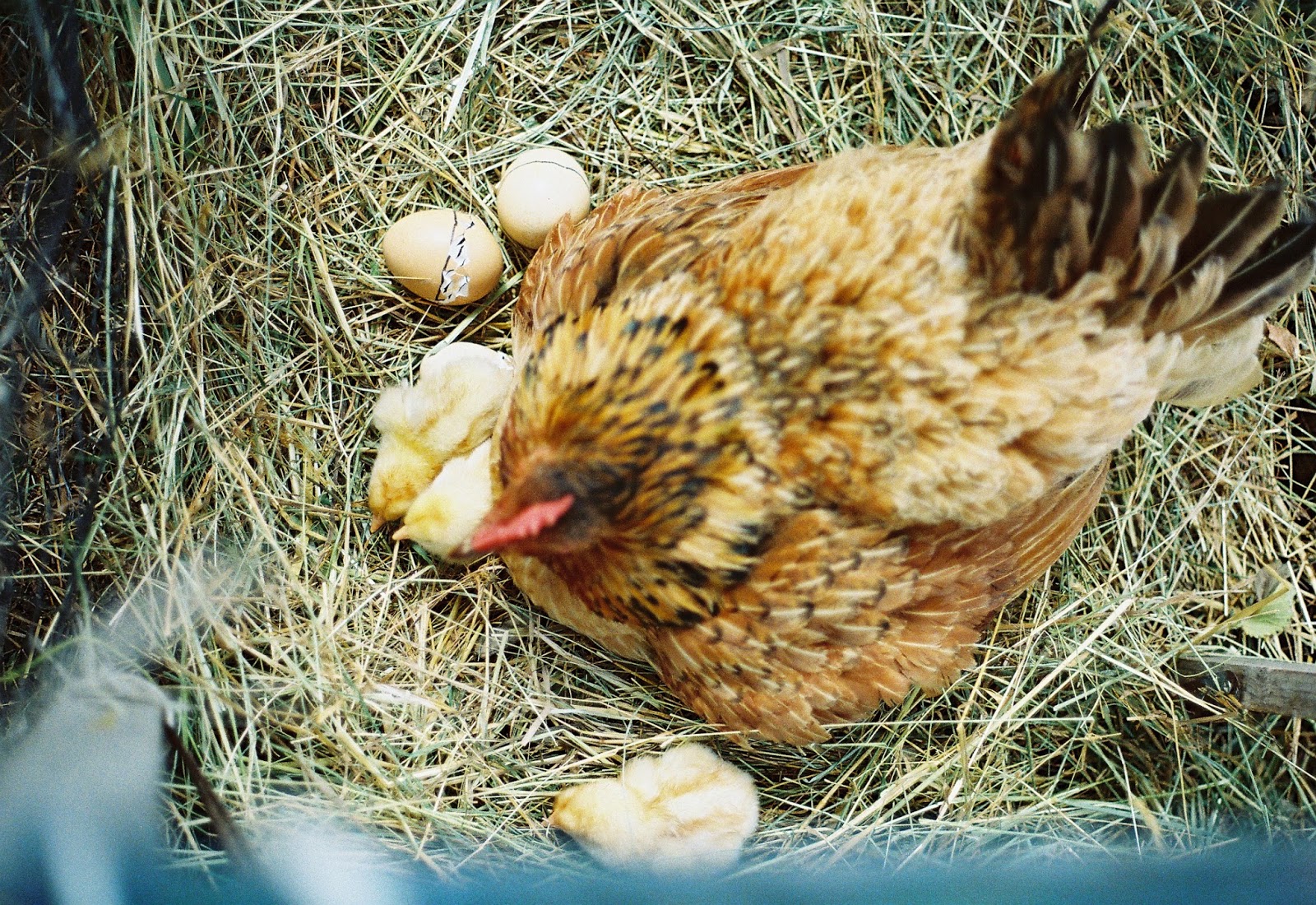 Dozens of photos of hatching chicks