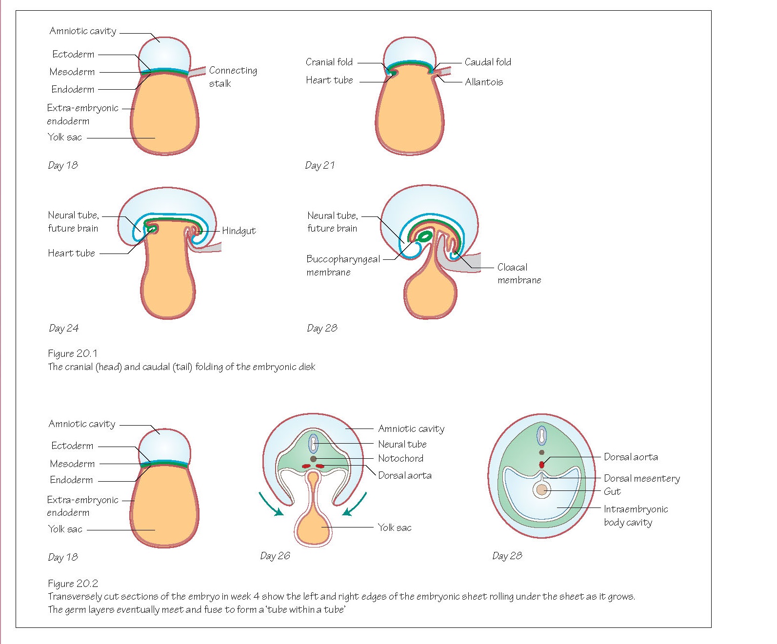 Folding Of The Embryo - pediagenosis