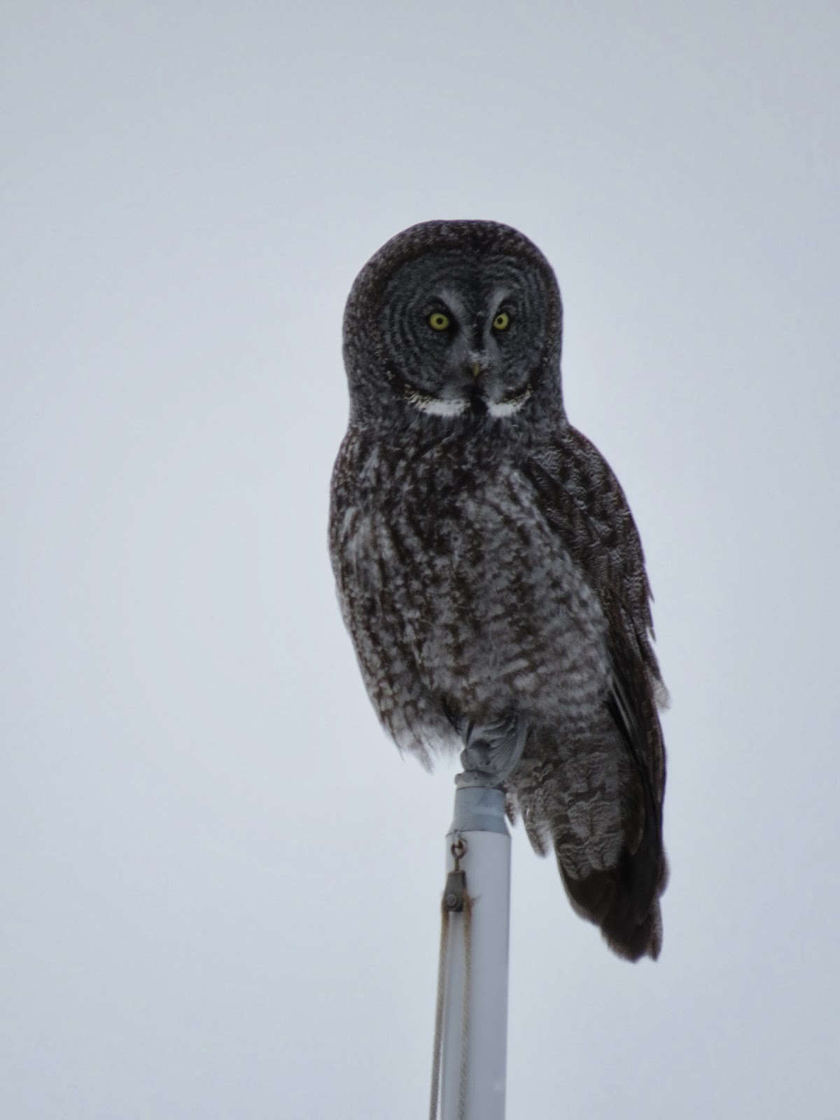 Birding Is Fun!: Northern Owl Mania in Minnesota