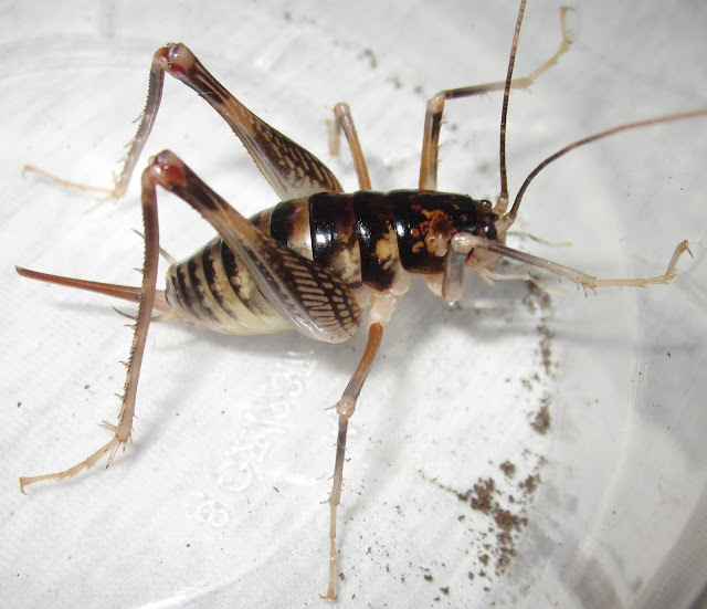 Invertebrate Dude: Big Crickets & a Short Beetle Update