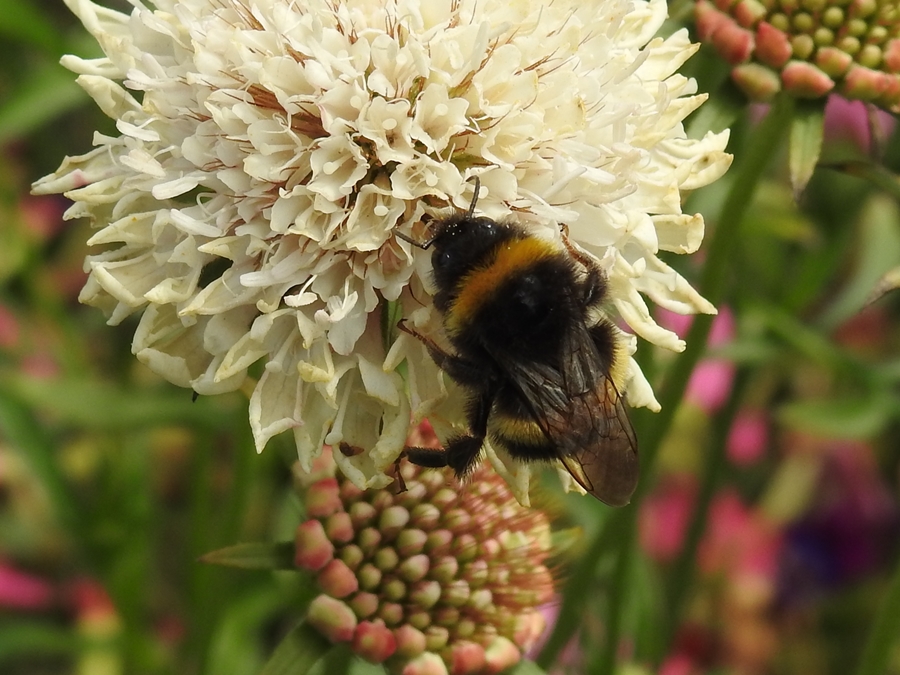 photographing New Zealand: critters at the house