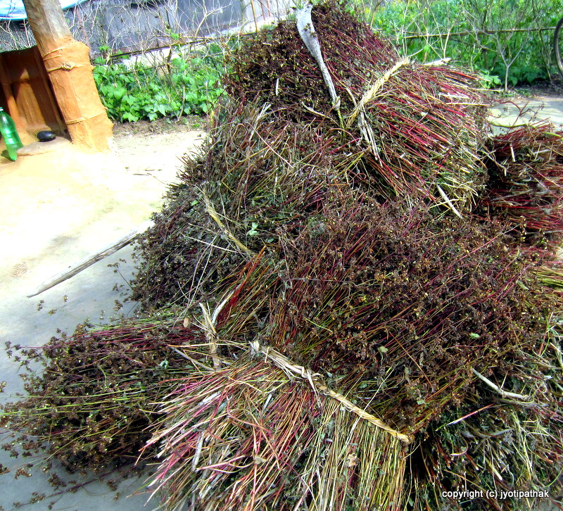 Taste of Nepal: Buckwheat Bread - Phaapar ko Roti (फापरको रोटी)