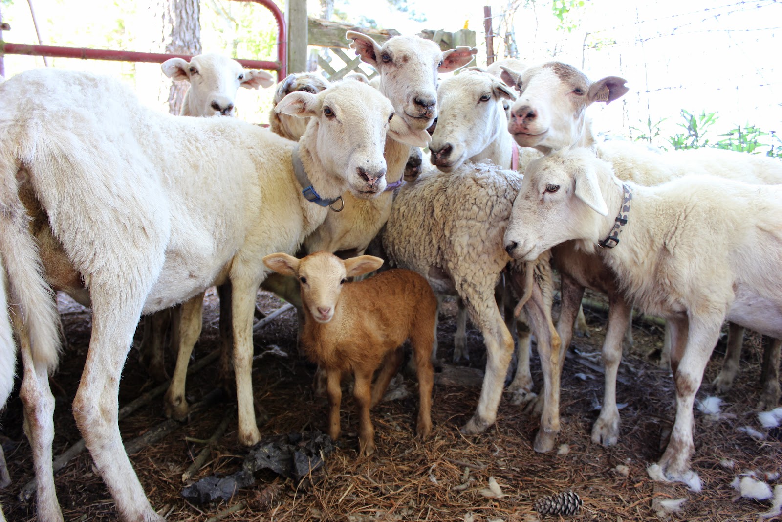 HighTail Farms: Rialey's First "Sheep Day"
